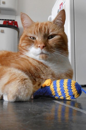 Knitting Magazine Free pattern: Captain Cat-Battler the Catnip Mouse ...